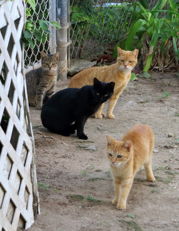 2021/22 Bahamian Crawfish Season Opens - Abaco Sun