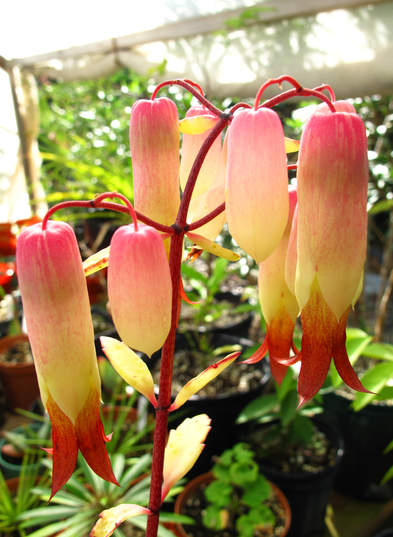 Growing New Friendships with the Abaco Horticultural Society – Abaco Sun