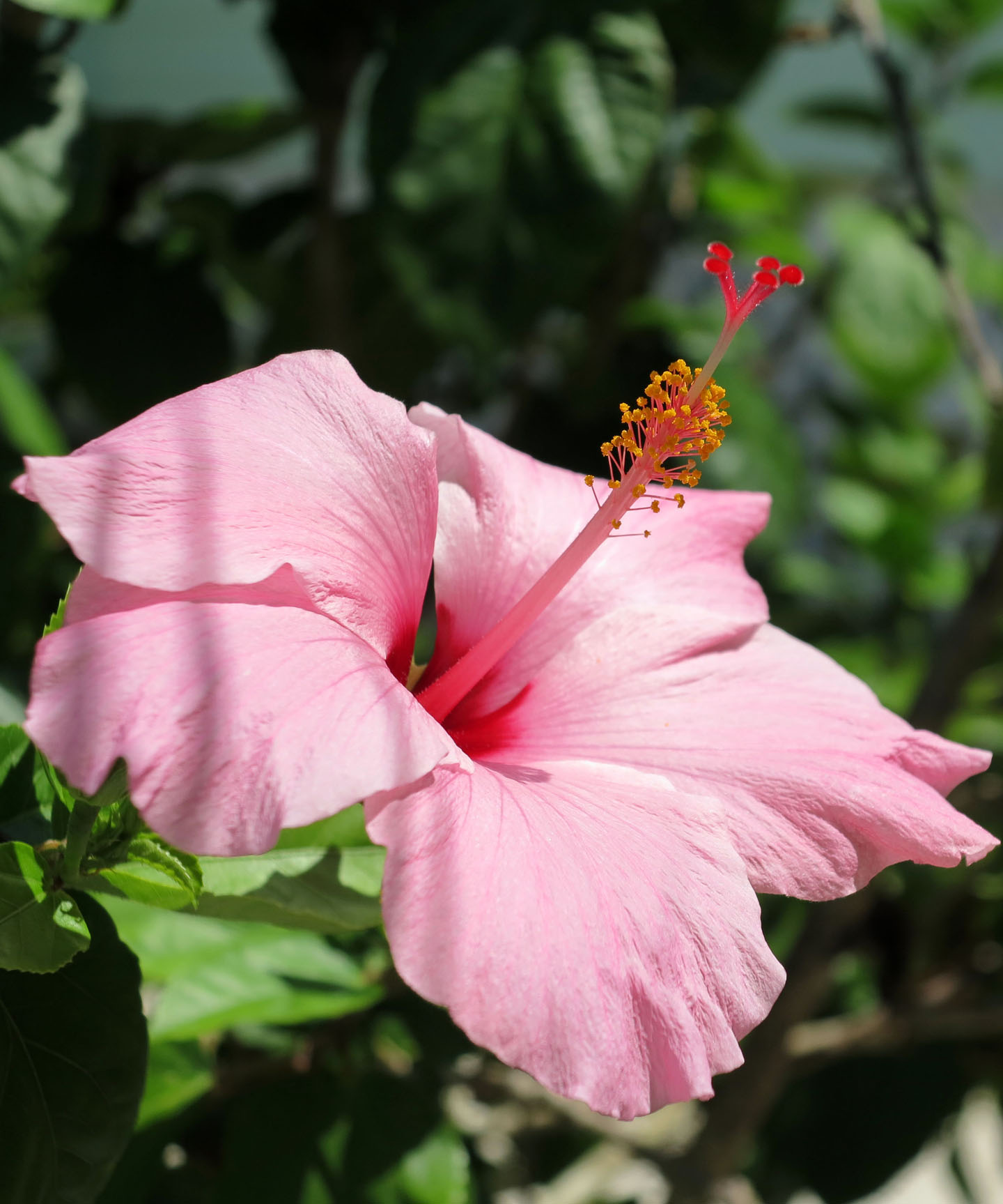 Daily Photo - July 29, 2016 - Abaco Sun
