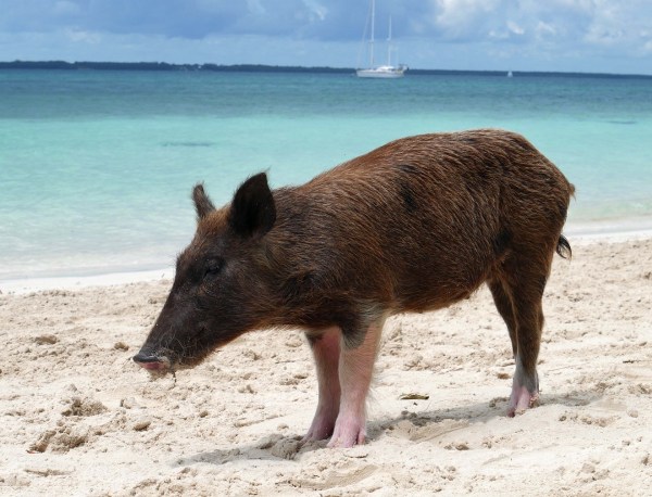 2021/22 Bahamian Crawfish Season Opens - Abaco Sun